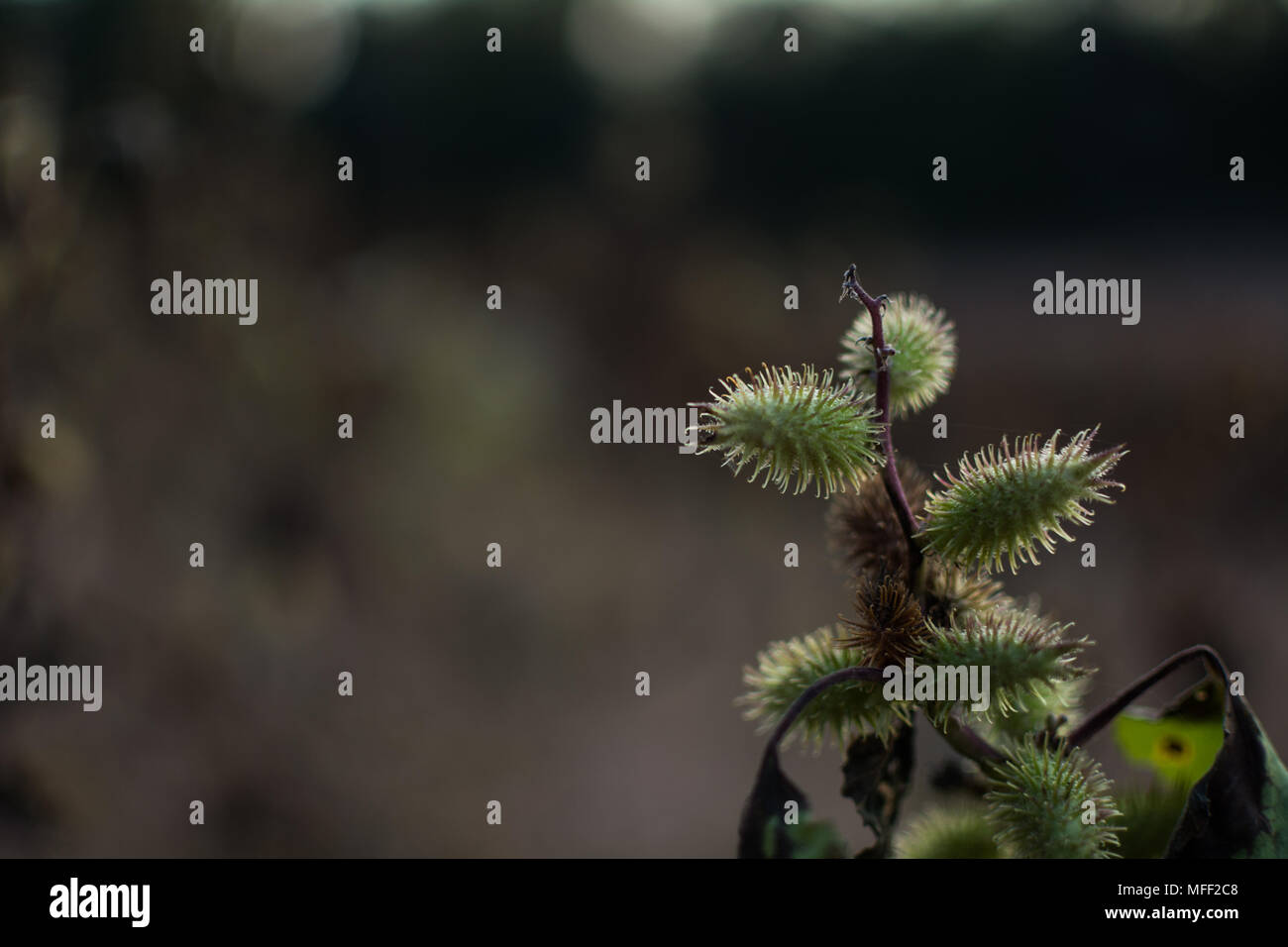 tiny spiky ball Stock Photo - Alamy