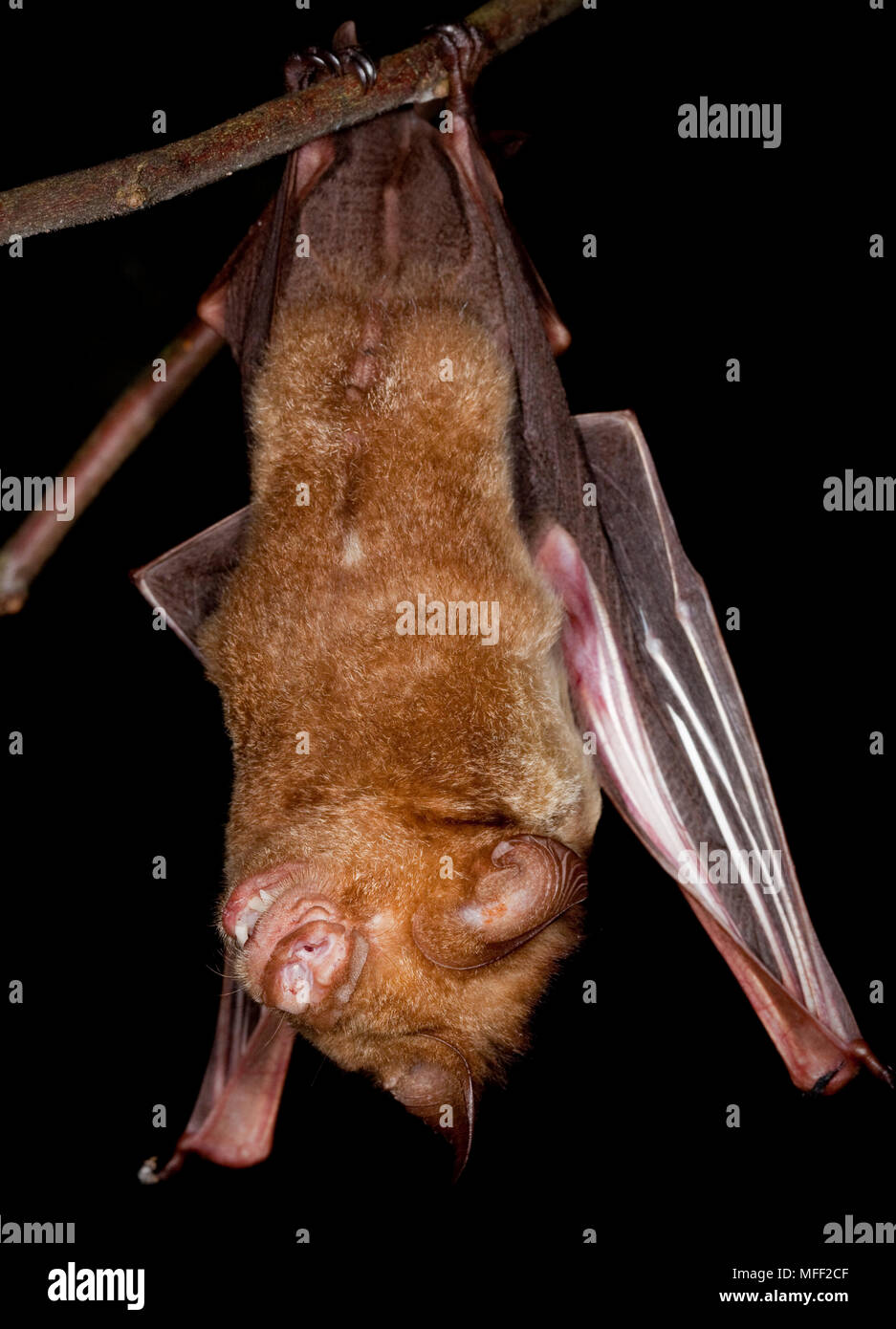 Leaf nosed bat hi-res stock photography and images - Alamy