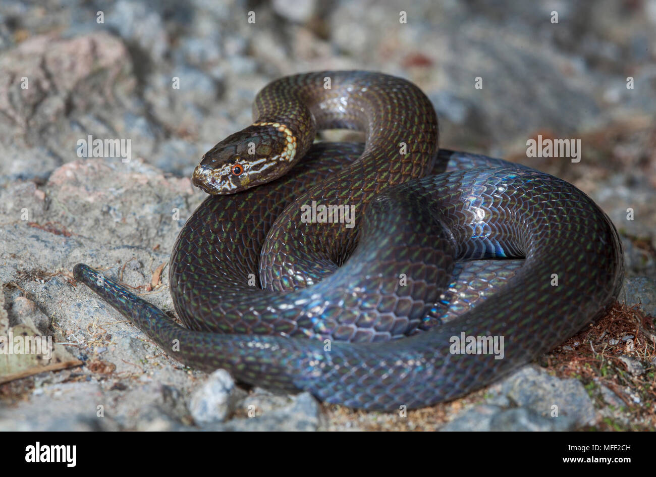 Dwarf crowned snake 0006 hi-res stock photography and images - Alamy