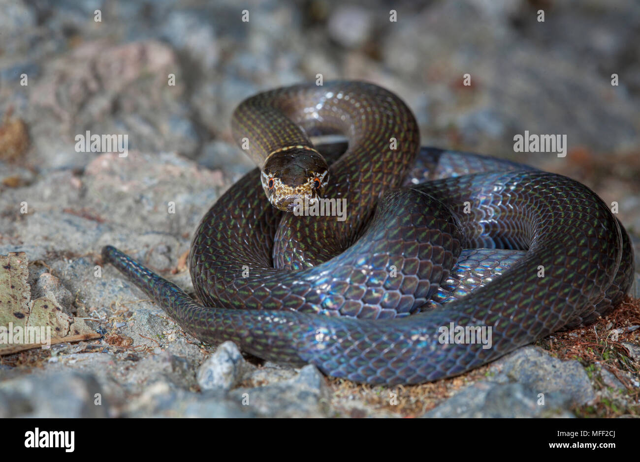 Dwarf_crowned_snake 0012 hi-res stock photography and images - Alamy