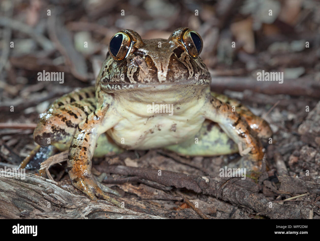 Giant Barred Frog (Mixophyes ititeratus), Fam. Myobatrachidae ...