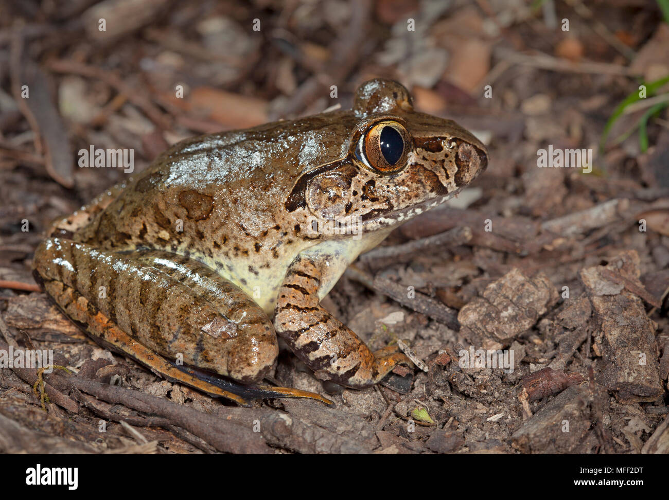 Endangered frog australia hi-res stock photography and images - Alamy