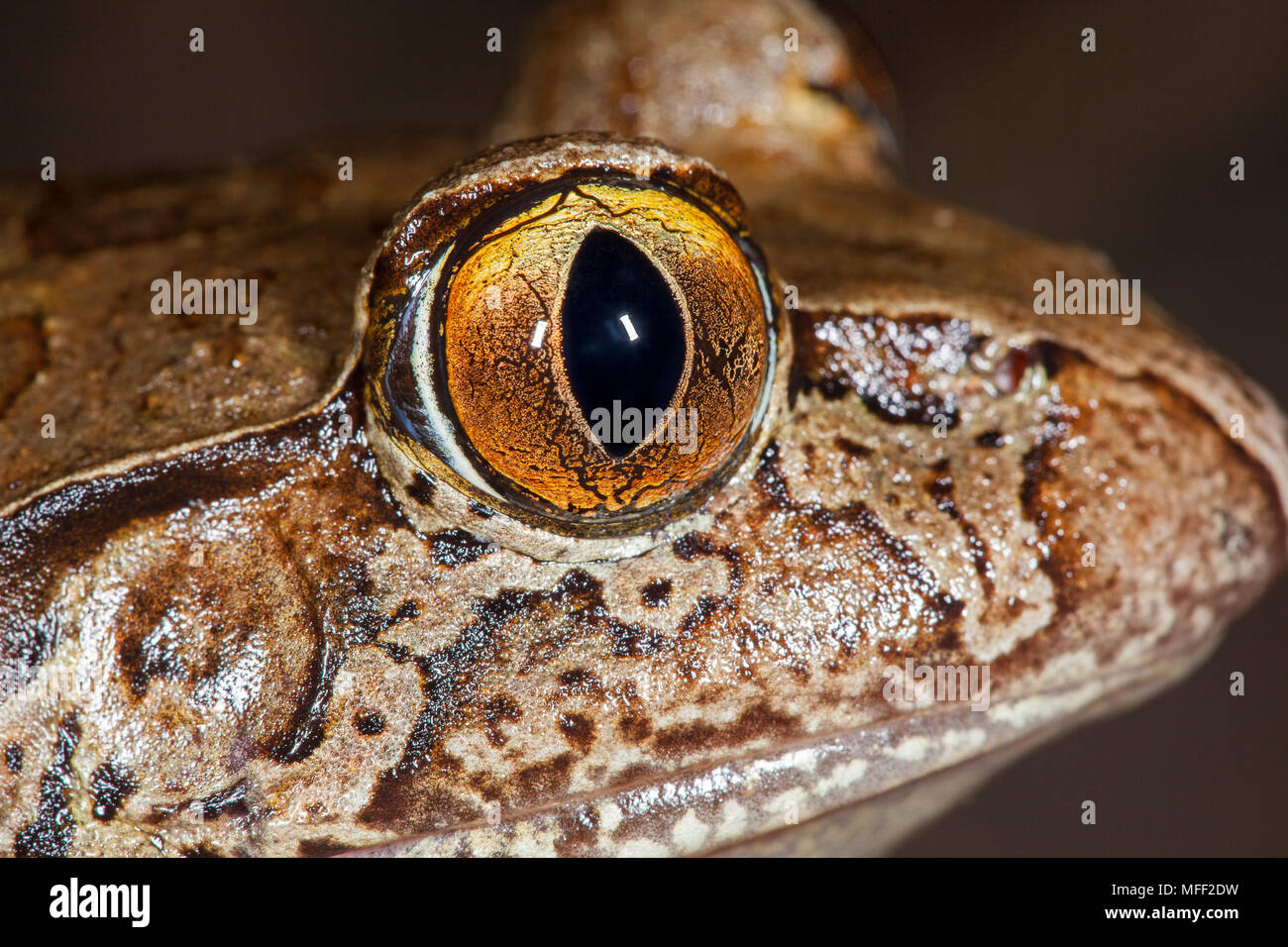 Australian giant barred frog hi-res stock photography and images - Alamy