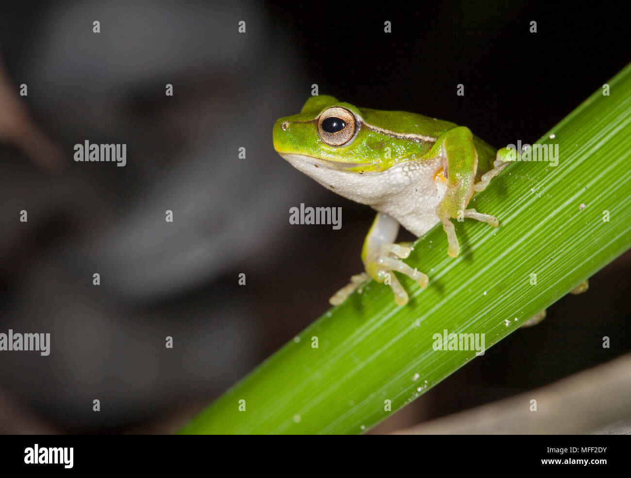 Green Stream Frog (Litoria phyllochroa), Fam. Hylidae, Myall Lakes NP ...