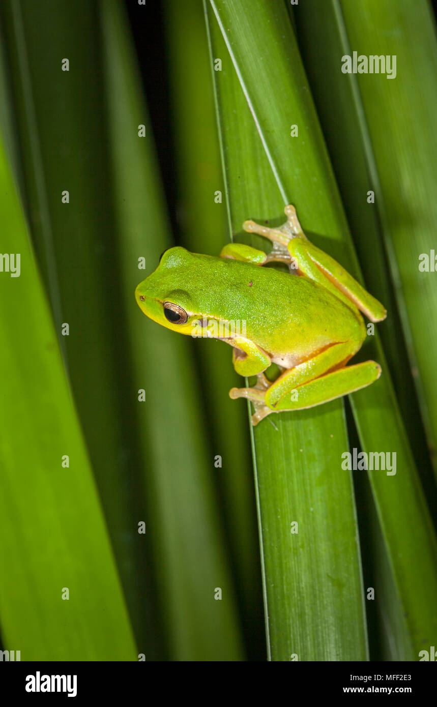 Green stream frog 0004 hi-res stock photography and images - Alamy