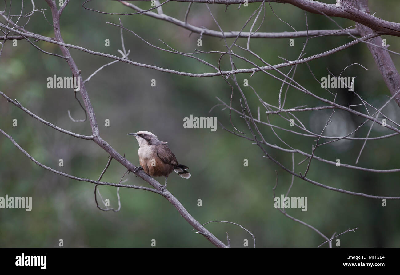 Grey crowned babbler 0006 hi-res stock photography and images - Alamy