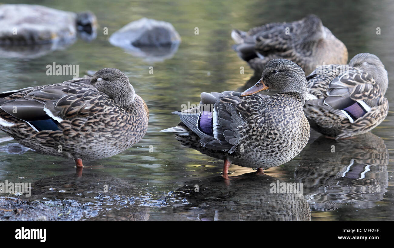 Female Mallard Duck Hens by the Lake in Oregon Stock Photo - Alamy
