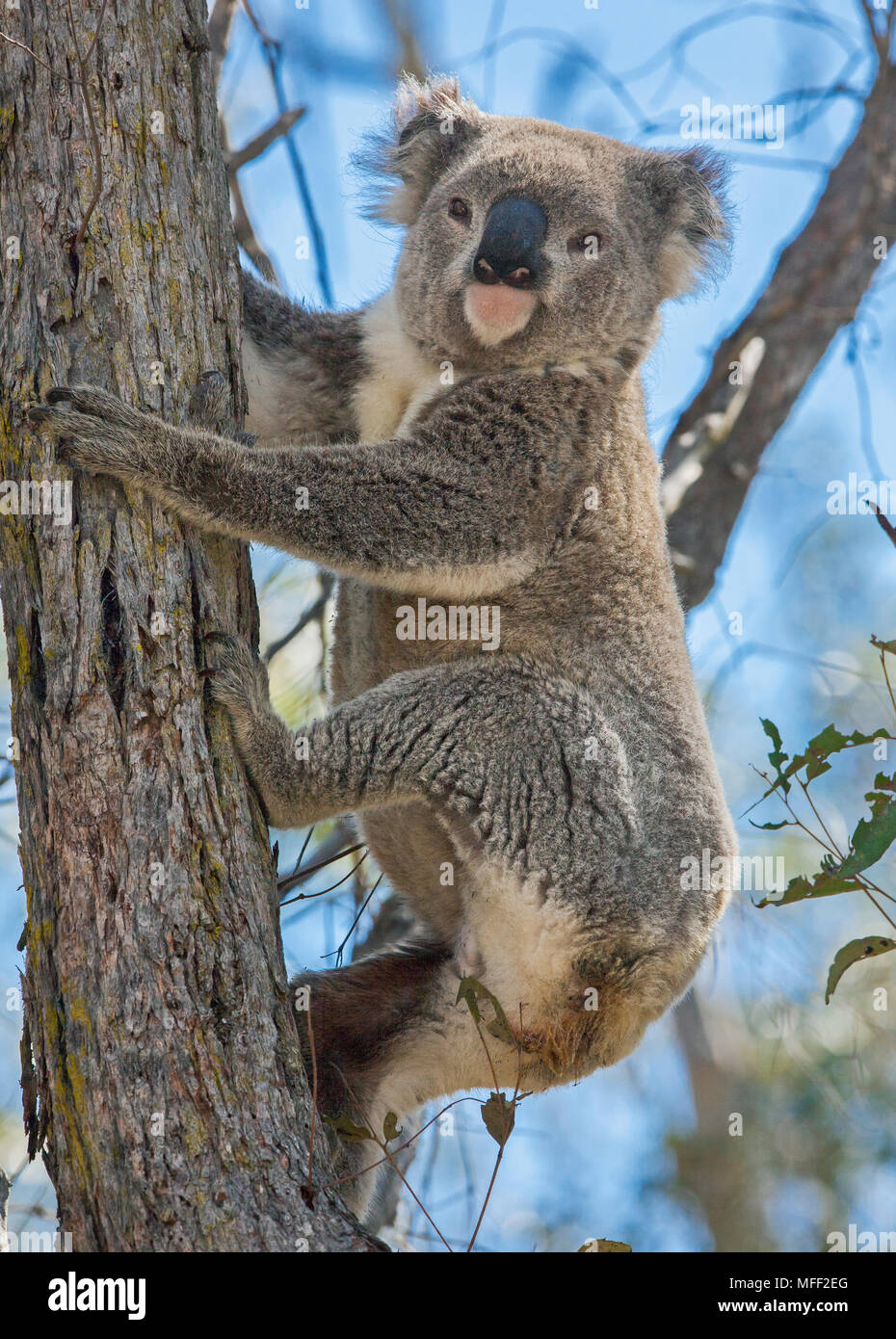 Koala (Phascolarctos cinereus), Fam. Phascolarctidae, Imbota Nature ...