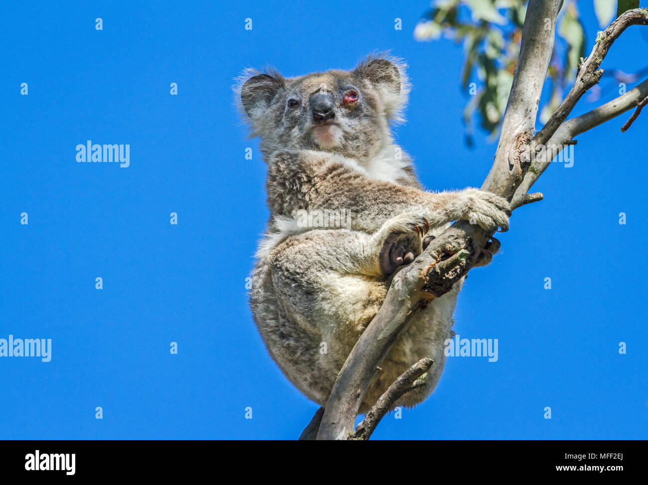 Koala 0068 hi-res stock photography and images - Alamy