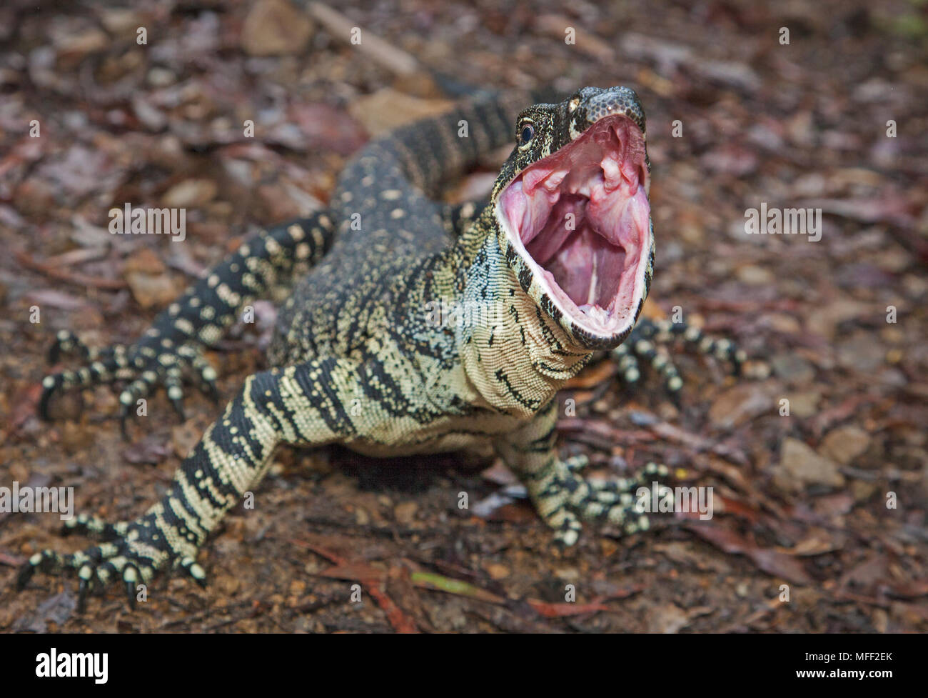 Lace Monitor (Varanus varius), varanidae, Guy Fawkes National Park, New ...