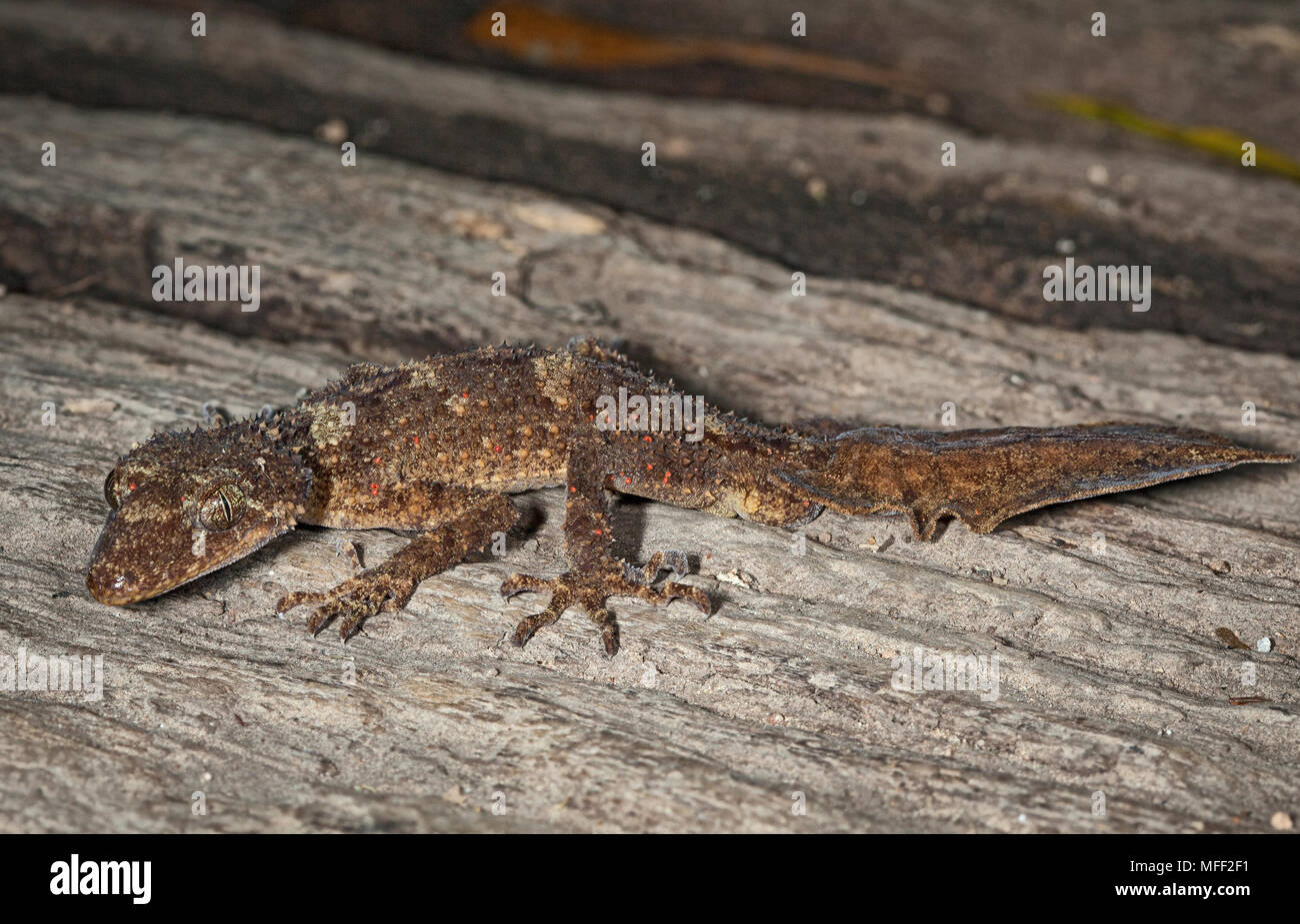Australian leaf tailed geckos hi-res stock photography and images - Alamy