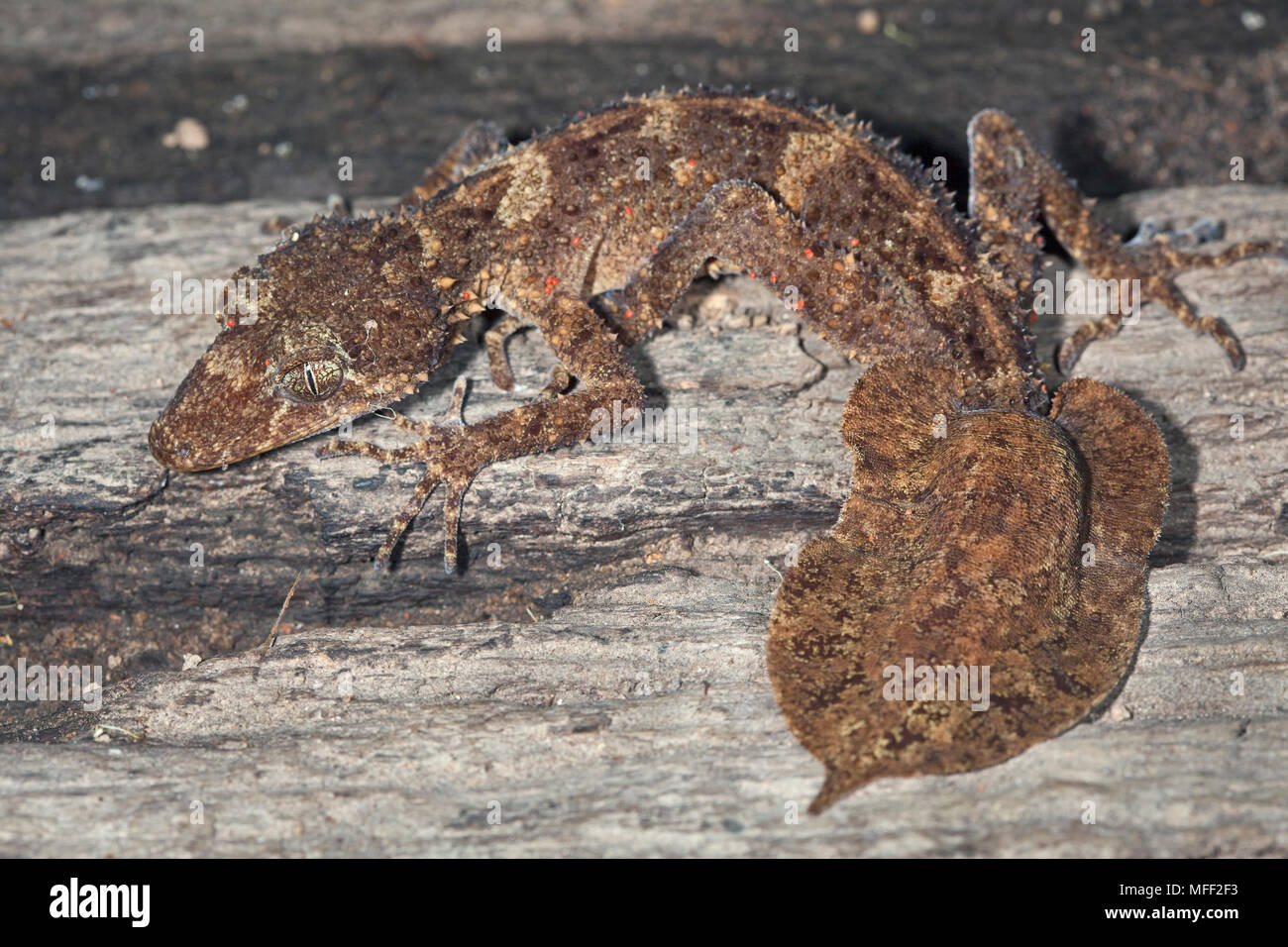 Leaf tailed gecko 0007 hi-res stock photography and images - Alamy