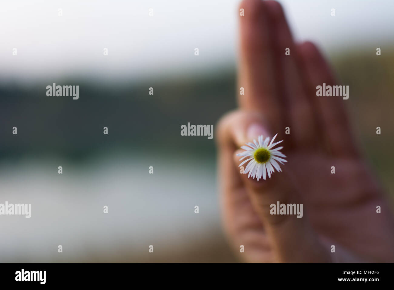 close up on an hand holding a daisy Stock Photo - Alamy