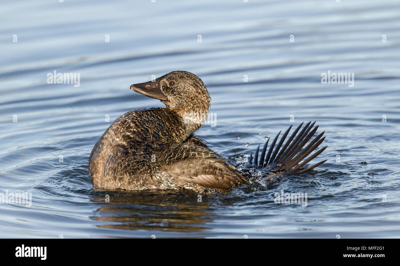 Musk Duck (Biziura lobata), Fam. Anatidae, Female, Lake Zott, New South ...
