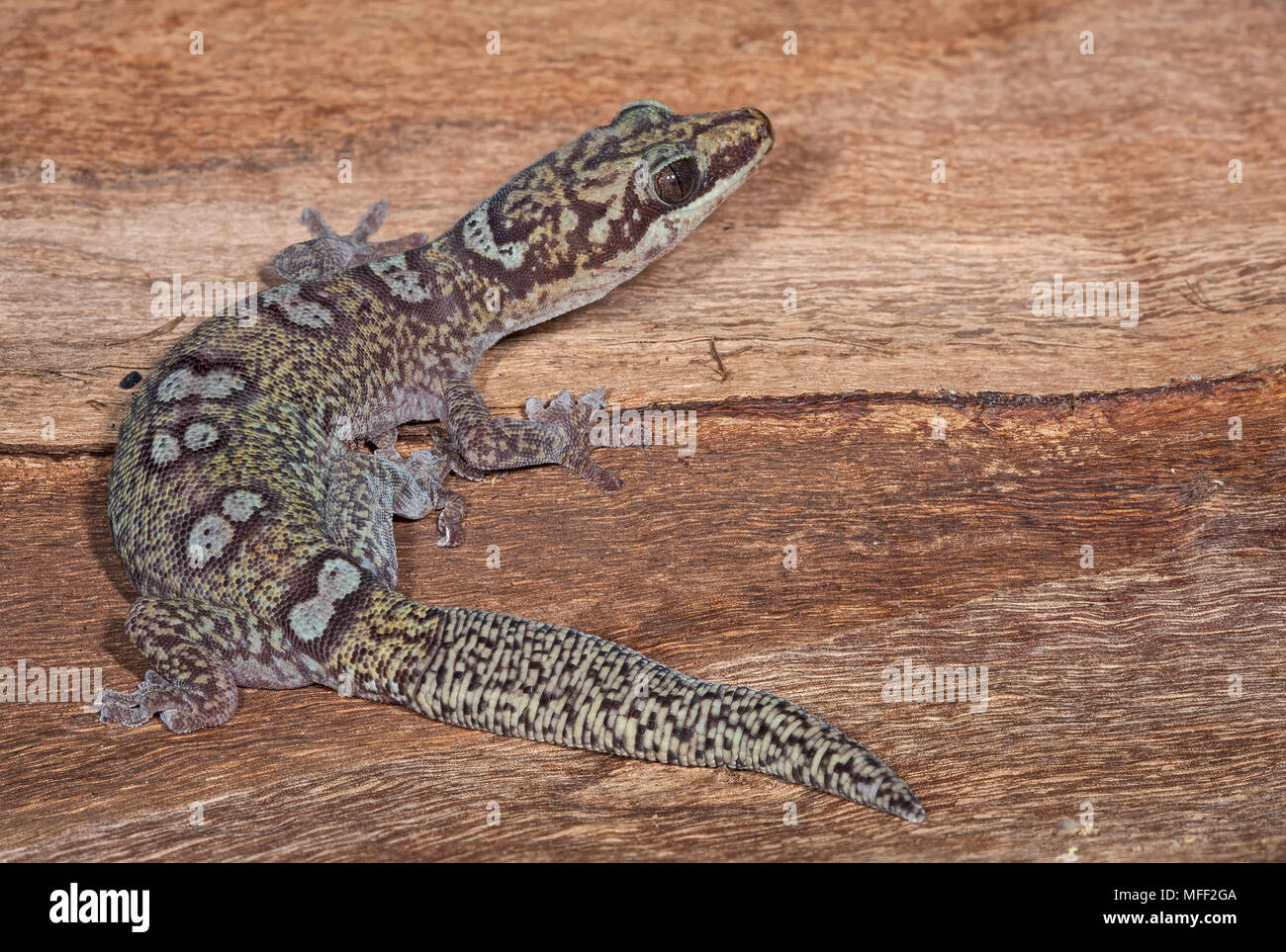 Ocellated velvet gecko (Oedura monilis), Fam. Gekkonidae, Warrumbungle ...