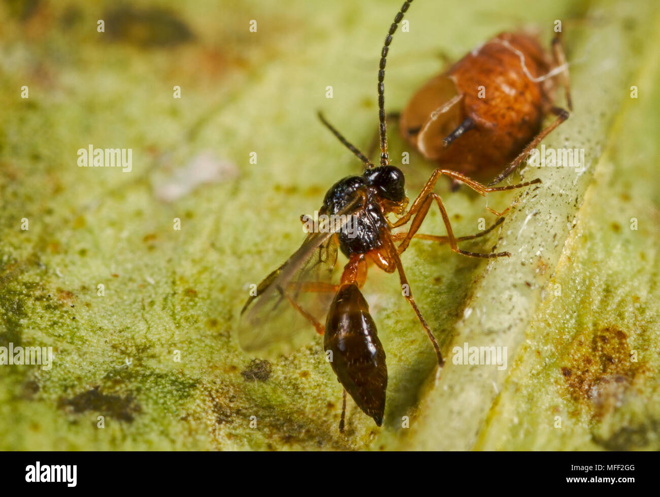 Parasitoid wasp (Fam. Braconidae) with milkweed aphid "mummy"/host, the ...
