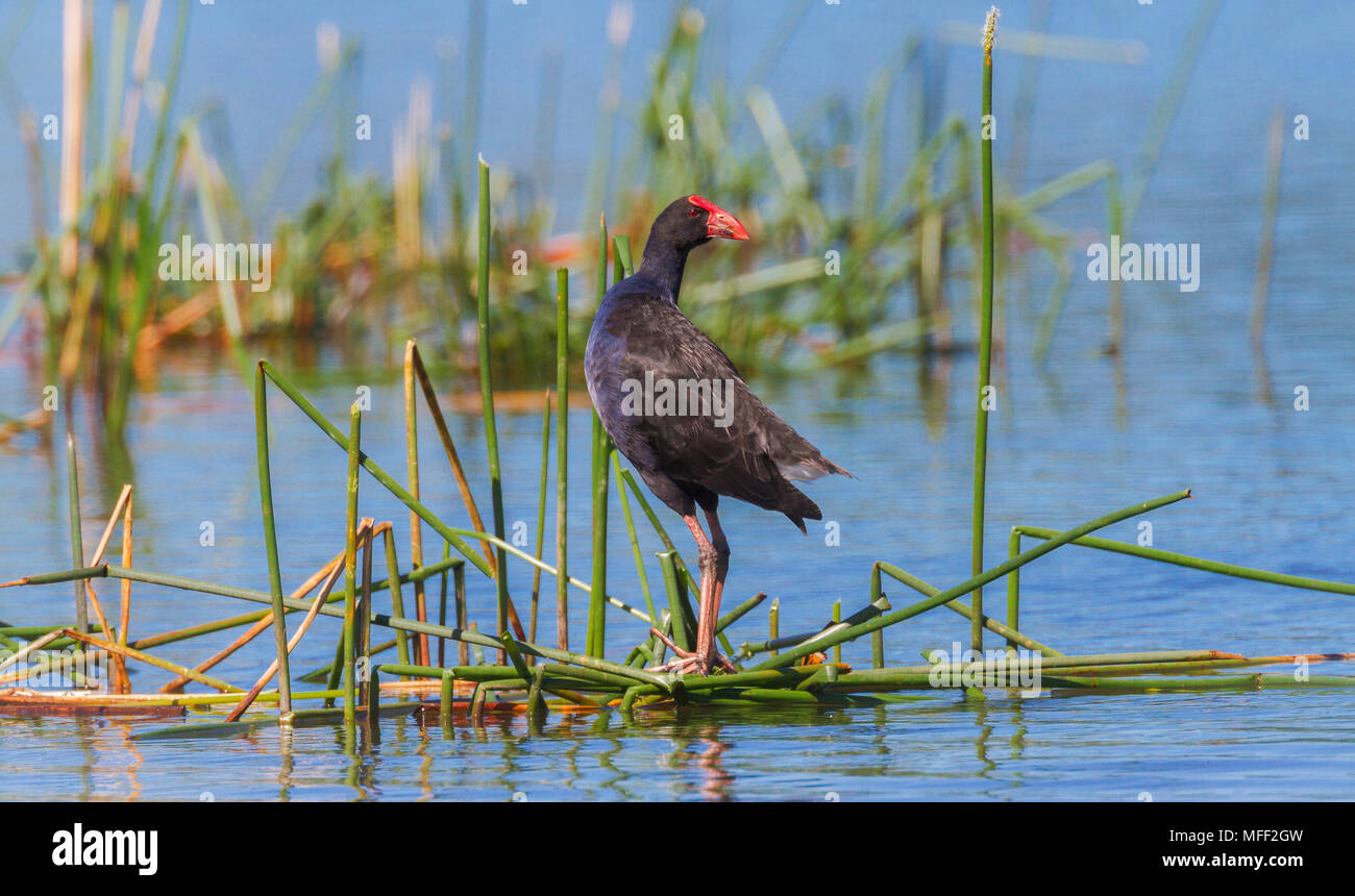 Purple Swamphen (Porphyrio porphyrio), Fam. Rallidae, Dumaresq Dam, New ...