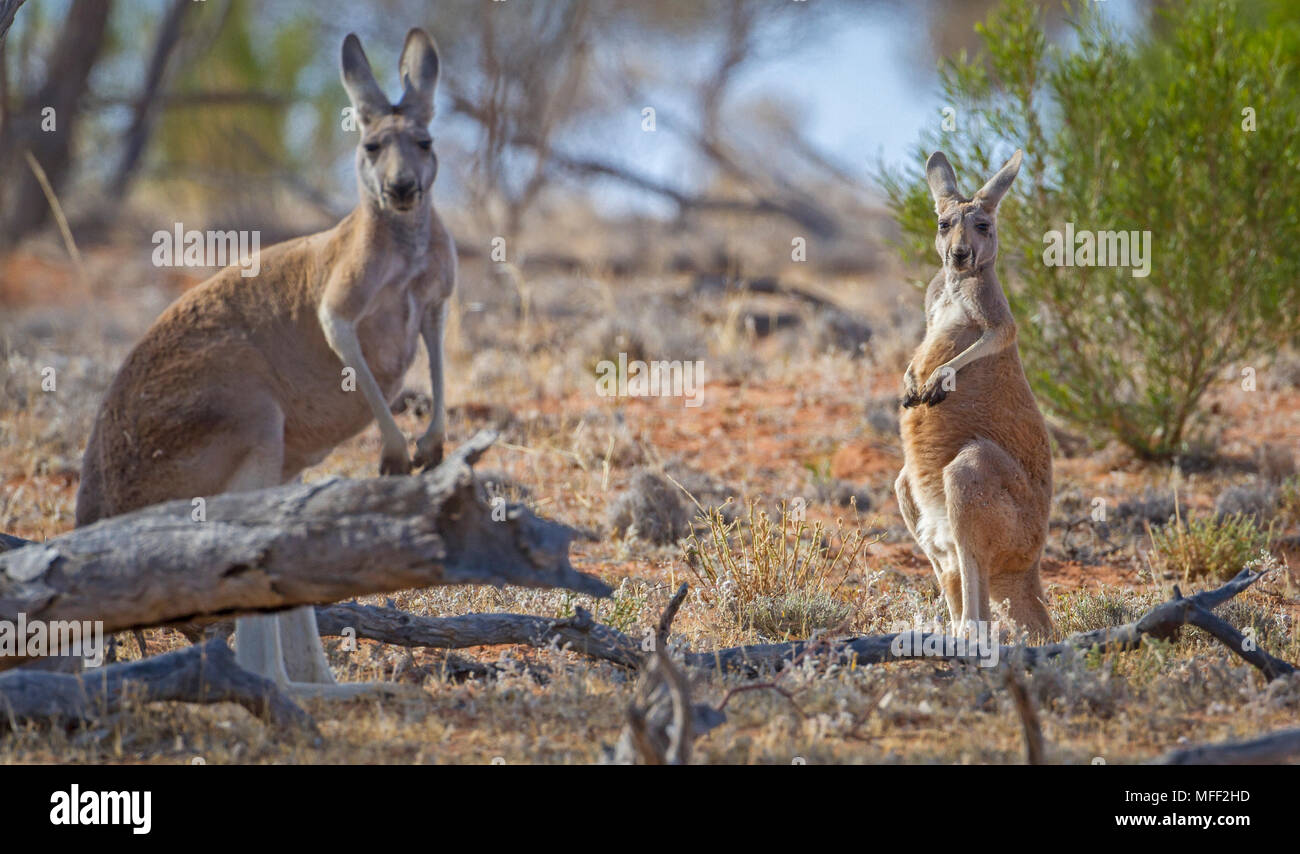 Kangaroo foot hi-res stock photography and images - Alamy