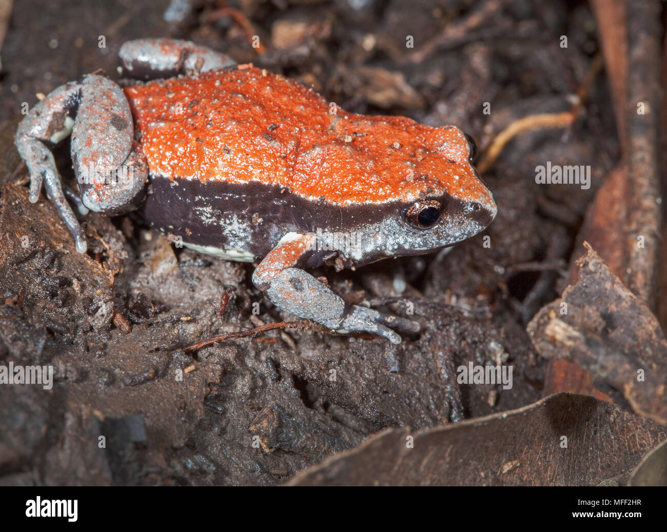 Toadlet hi-res stock photography and images - Alamy