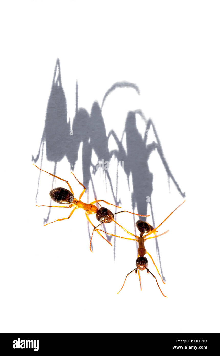 Ant shadow Cut Out Stock Images & Pictures - Alamy