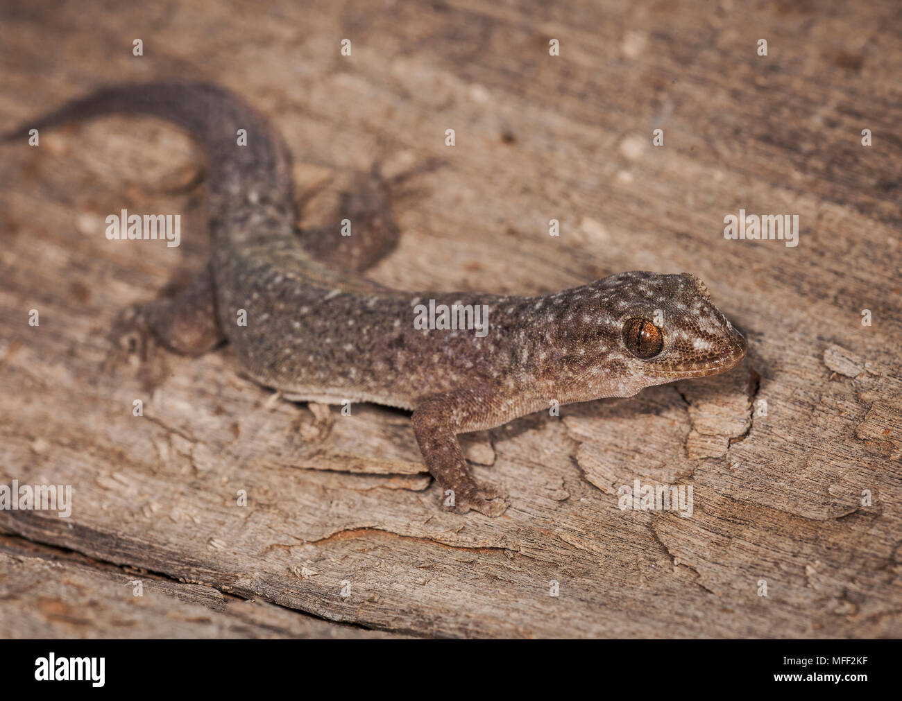 Tree dtella hi-res stock photography and images - Alamy