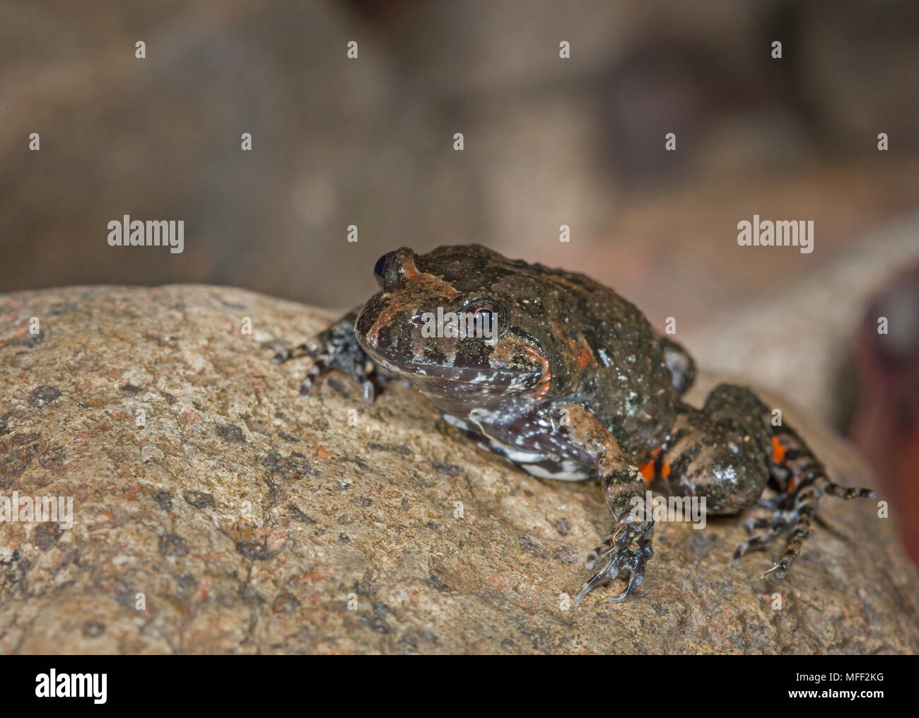 Tusked Frog (Adelotus brevis), Fam. Myobatrachidae, frogs have two long ...