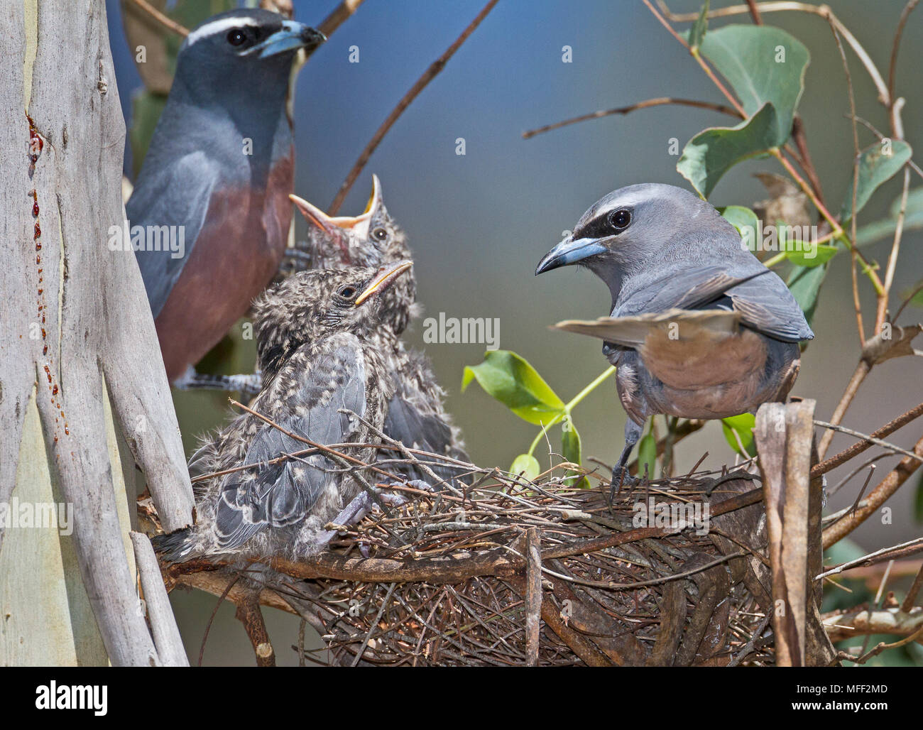 White-browed Woodswallow (Artamus superciliosus), Fam. Artamidae ...