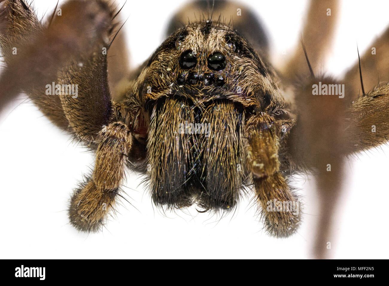 Wolfspider 0011 hi-res stock photography and images - Alamy