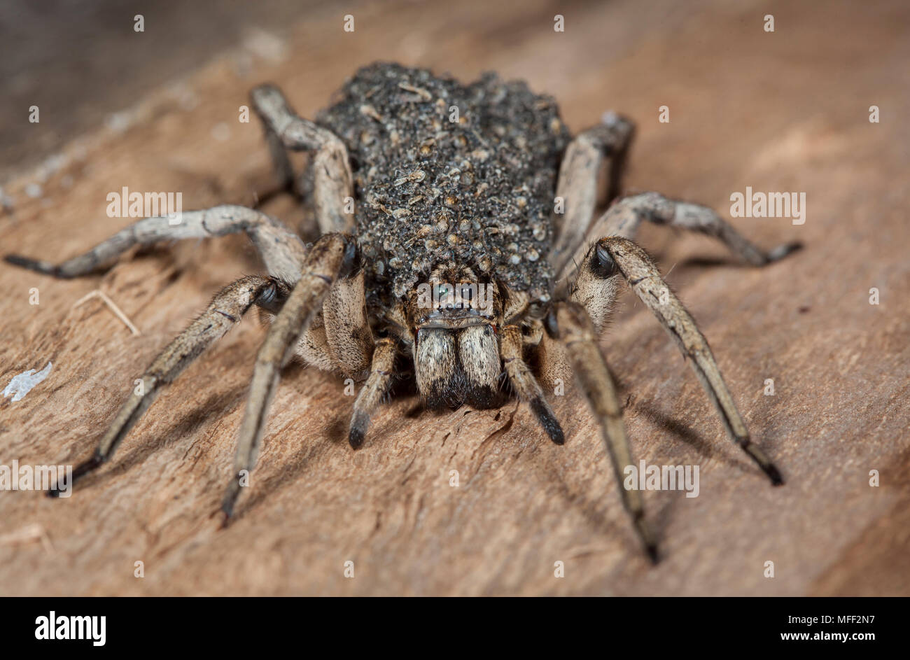 Wolfspider 0013 hi-res stock photography and images - Alamy