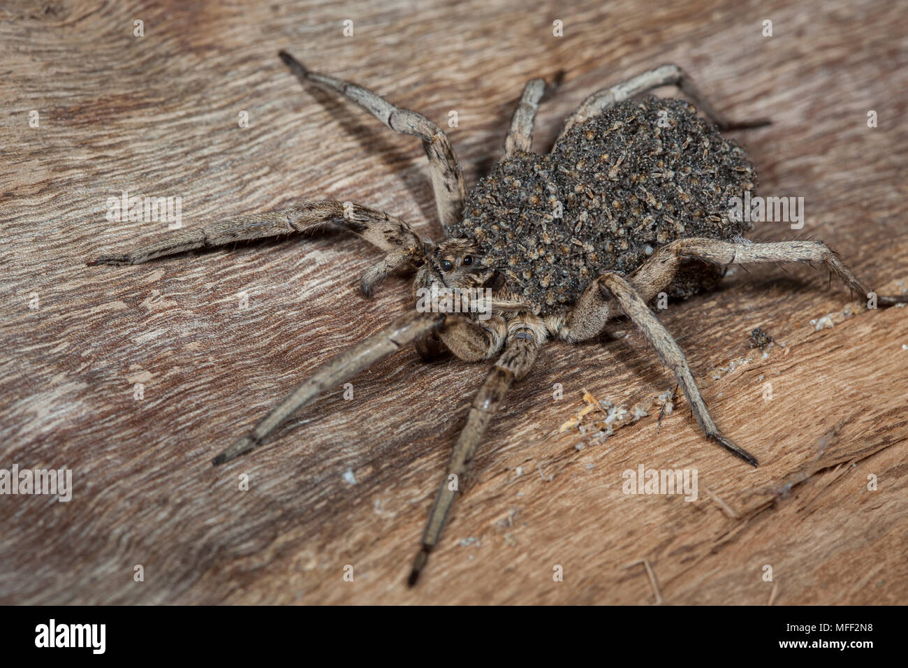 Wolfspider (Venatrix spp.?), Fam. Lycosidae, Female carying spiderlings ...