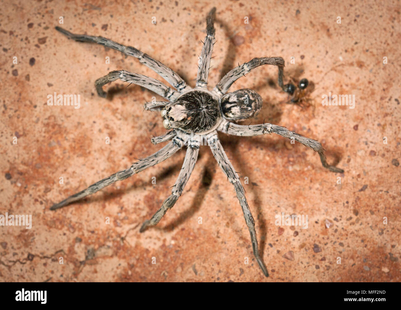 Wolfspider 0024 hi-res stock photography and images - Alamy