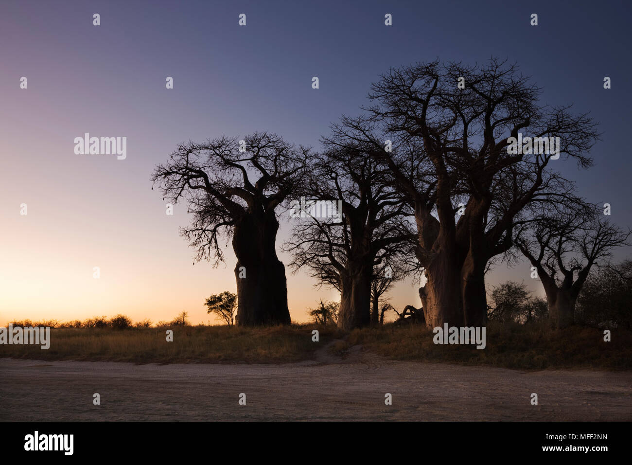African tree adansonia digitata botswana hi-res stock photography and images - Alamy