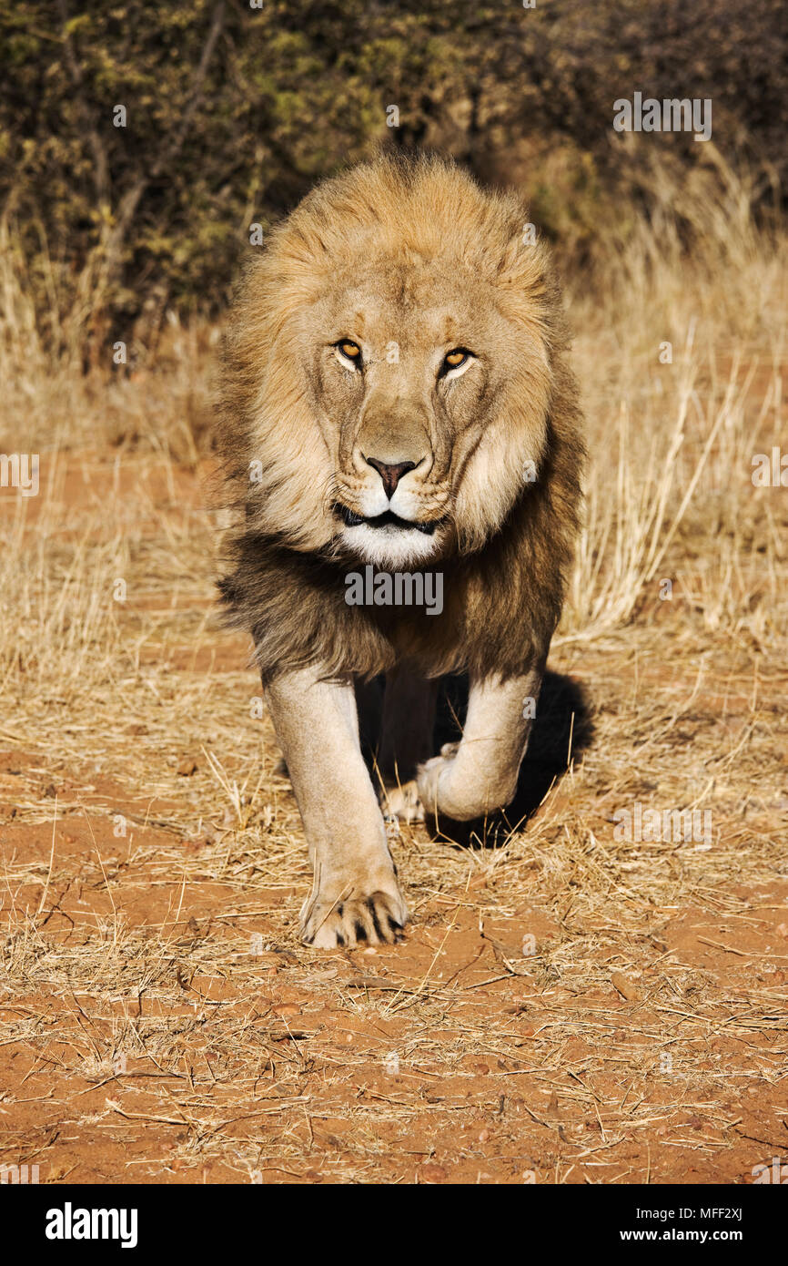 African lion running towards camera hi-res stock photography and images ...