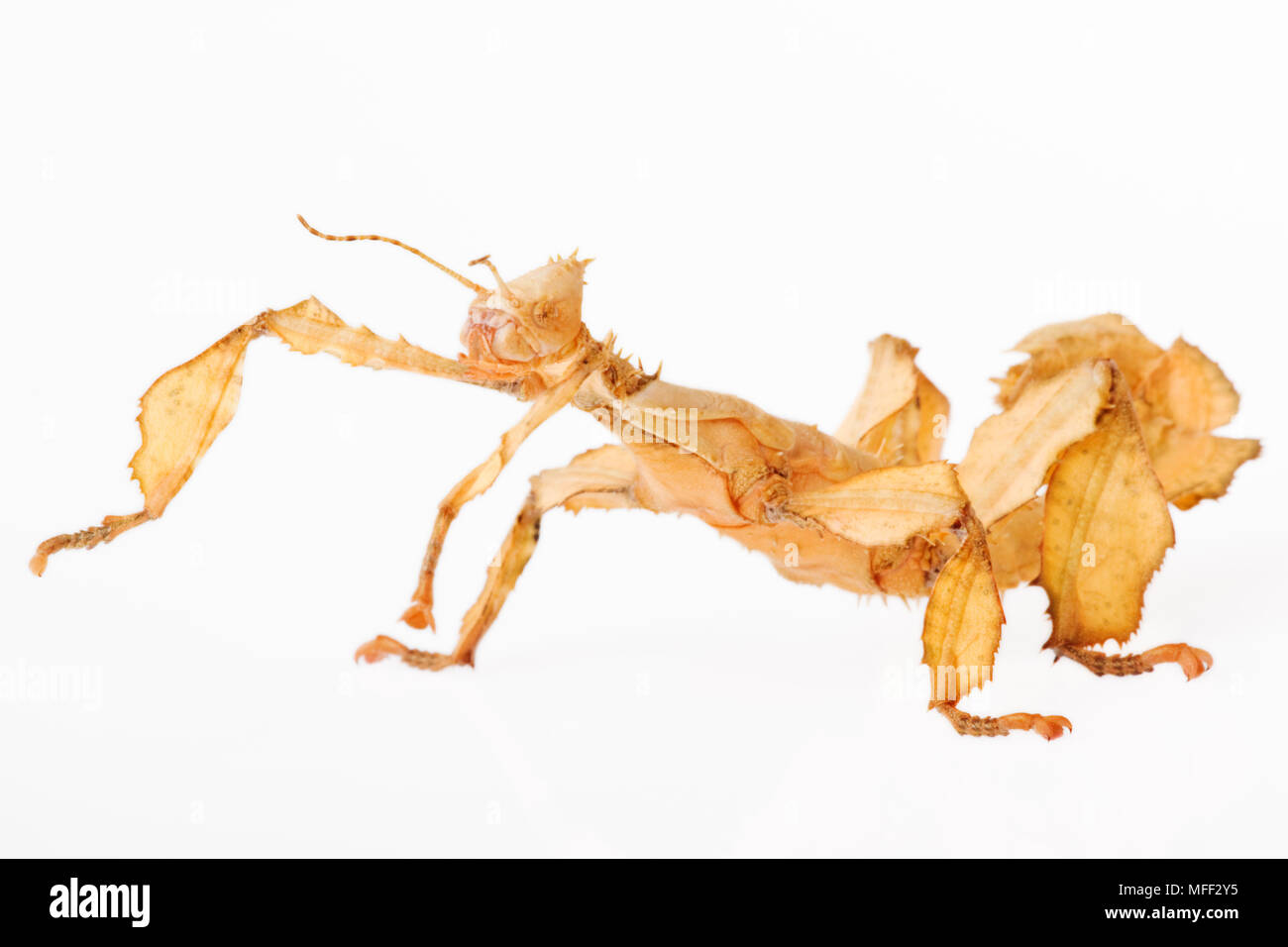 Phasmids insects hi-res stock photography and images - Alamy