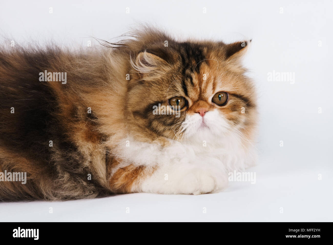 Calico Tabby tri colour persian. Studio shot against white back ground ...