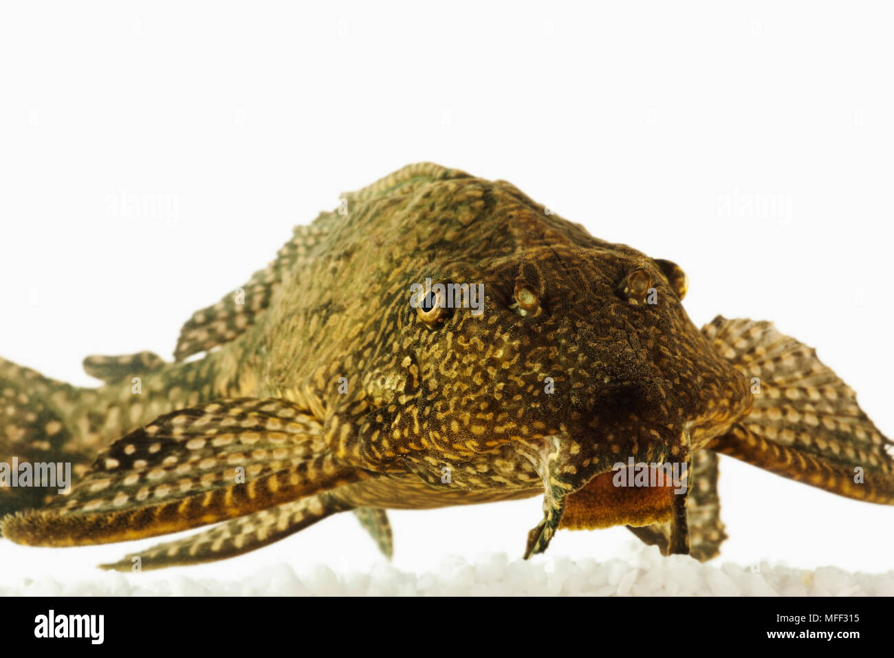 Sailfin Pleco fish (Glytoperichthys gibbiceps). Tropical freshwater ...