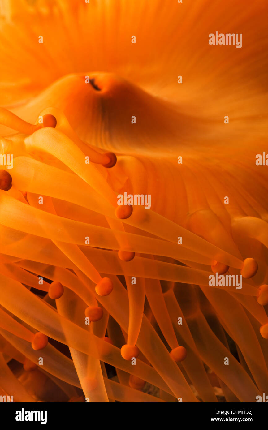 Bubble tip anemone (Entacmaea quadricolor). Also known as Four Colored ...