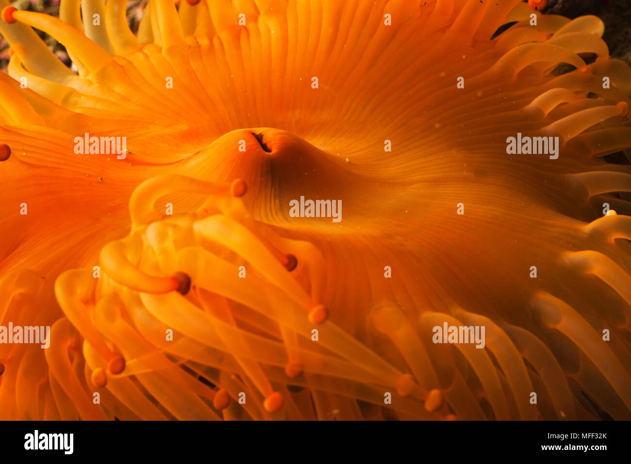 Bubble tip anemone hi-res stock photography and images - Alamy