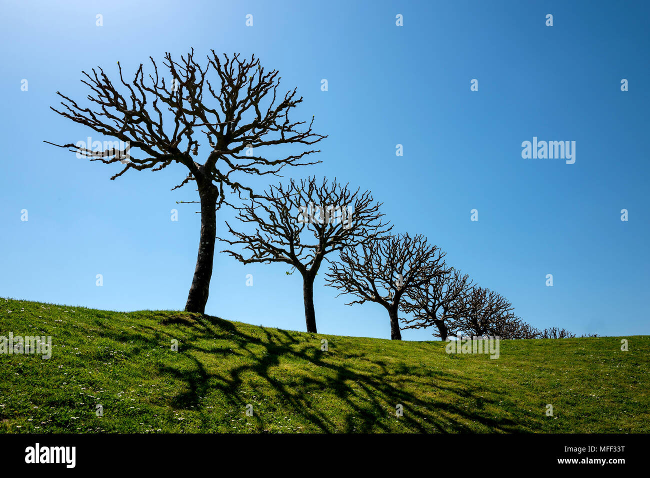 Pollarded Trees Stock Photos & Pollarded Trees Stock Images - Alamy