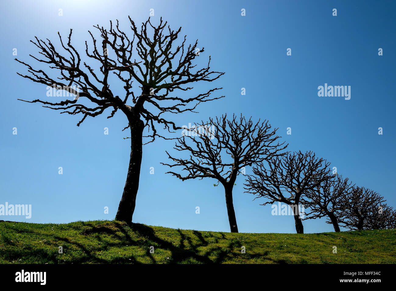 Dark pollarded trees hi-res stock photography and images - Alamy