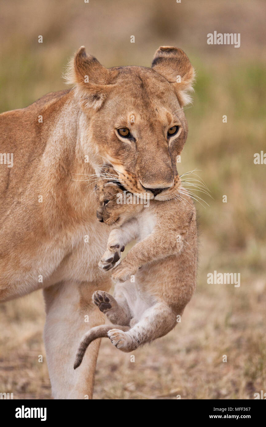 Lioness carrying cub hi-res stock photography and images - Alamy