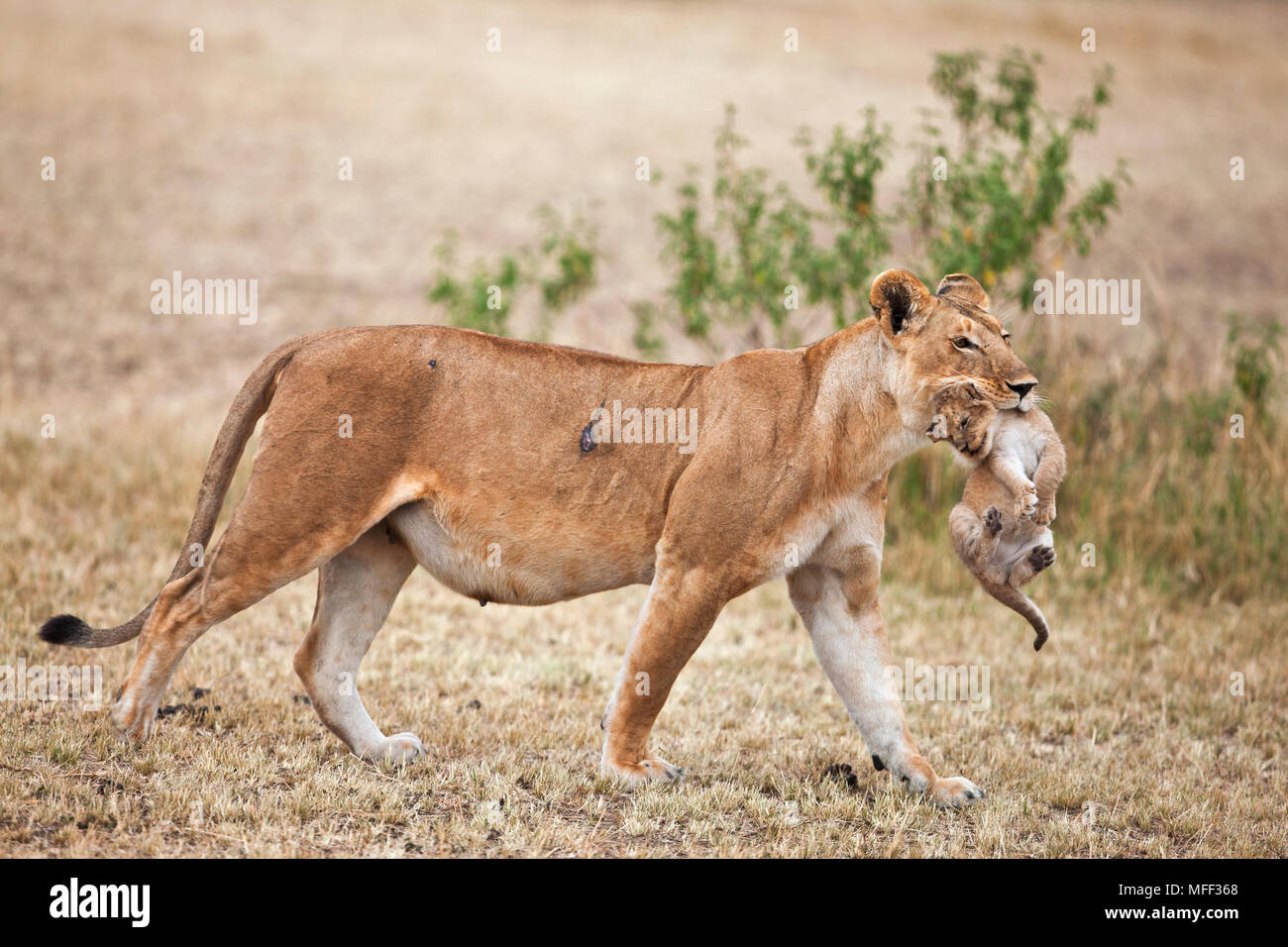 Lioness carrying cub (Panthera leo). A lioness will frequently move ...