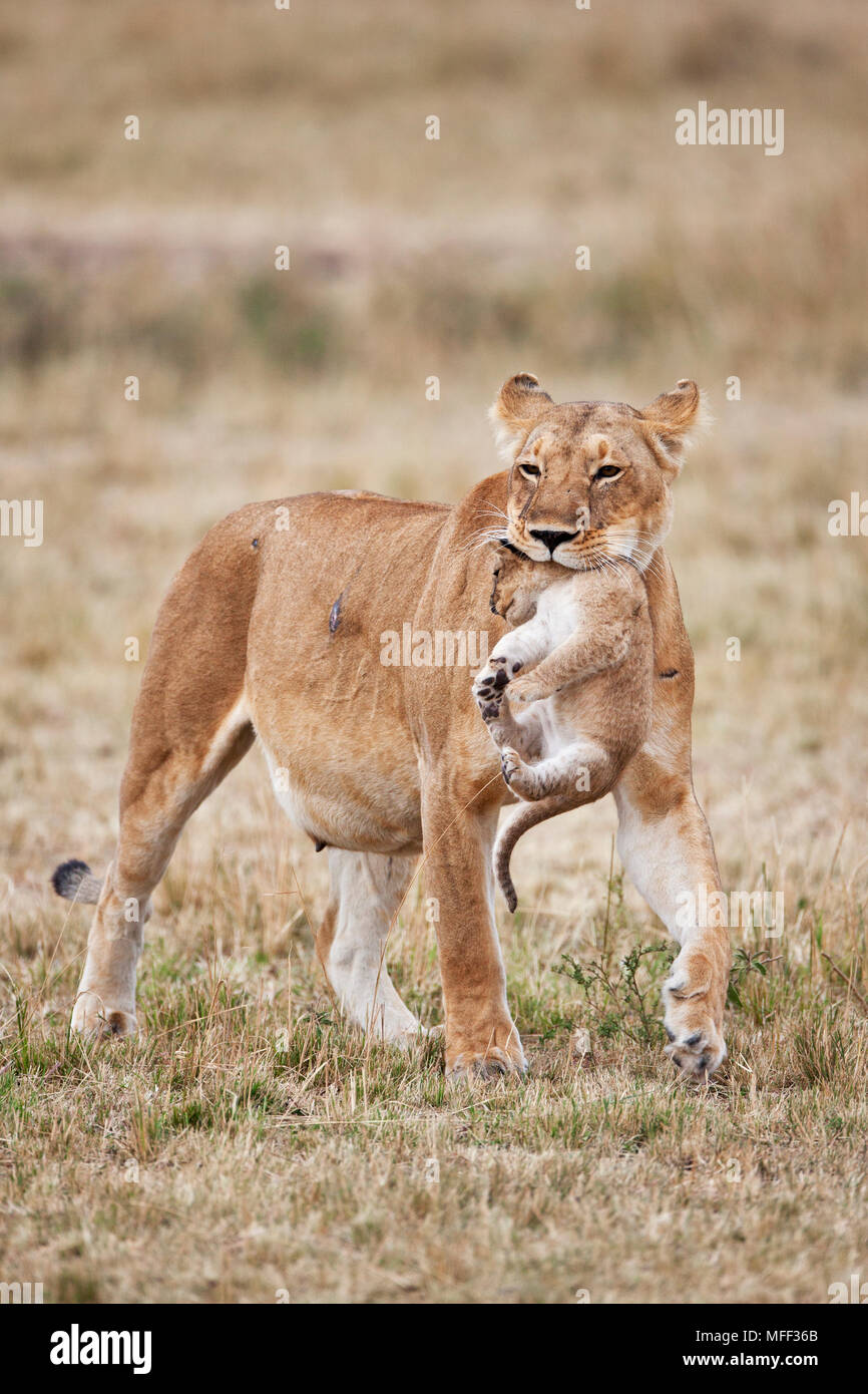 Lioness carrying cub (Panthera leo). A lioness will frequently move ...