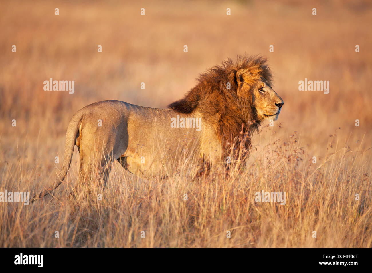 Saharan mammals hi-res stock photography and images - Alamy
