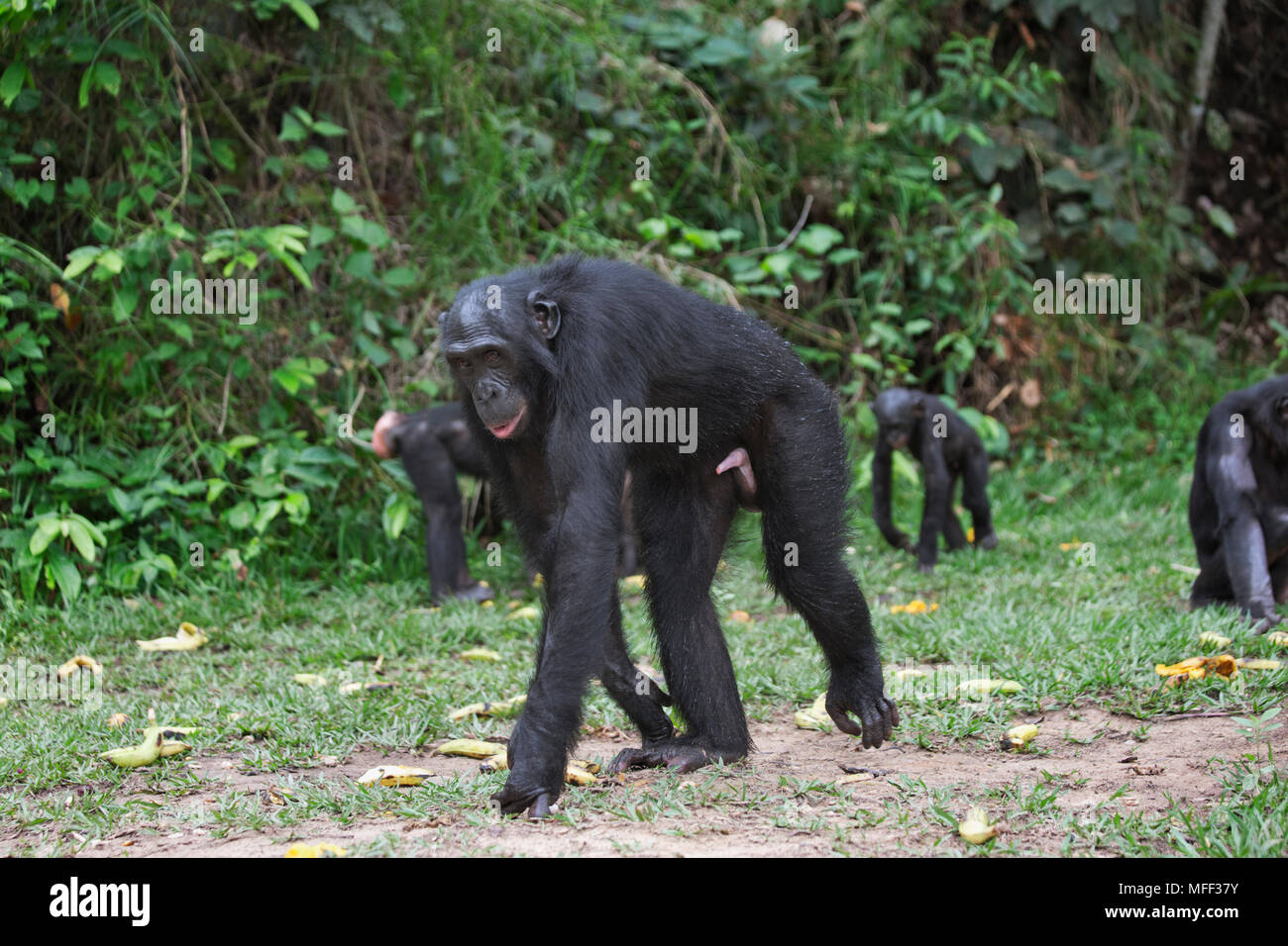 Bonobo/Pygmy chimpanzee (Pan paniscus) walking in the quadrupedal ...