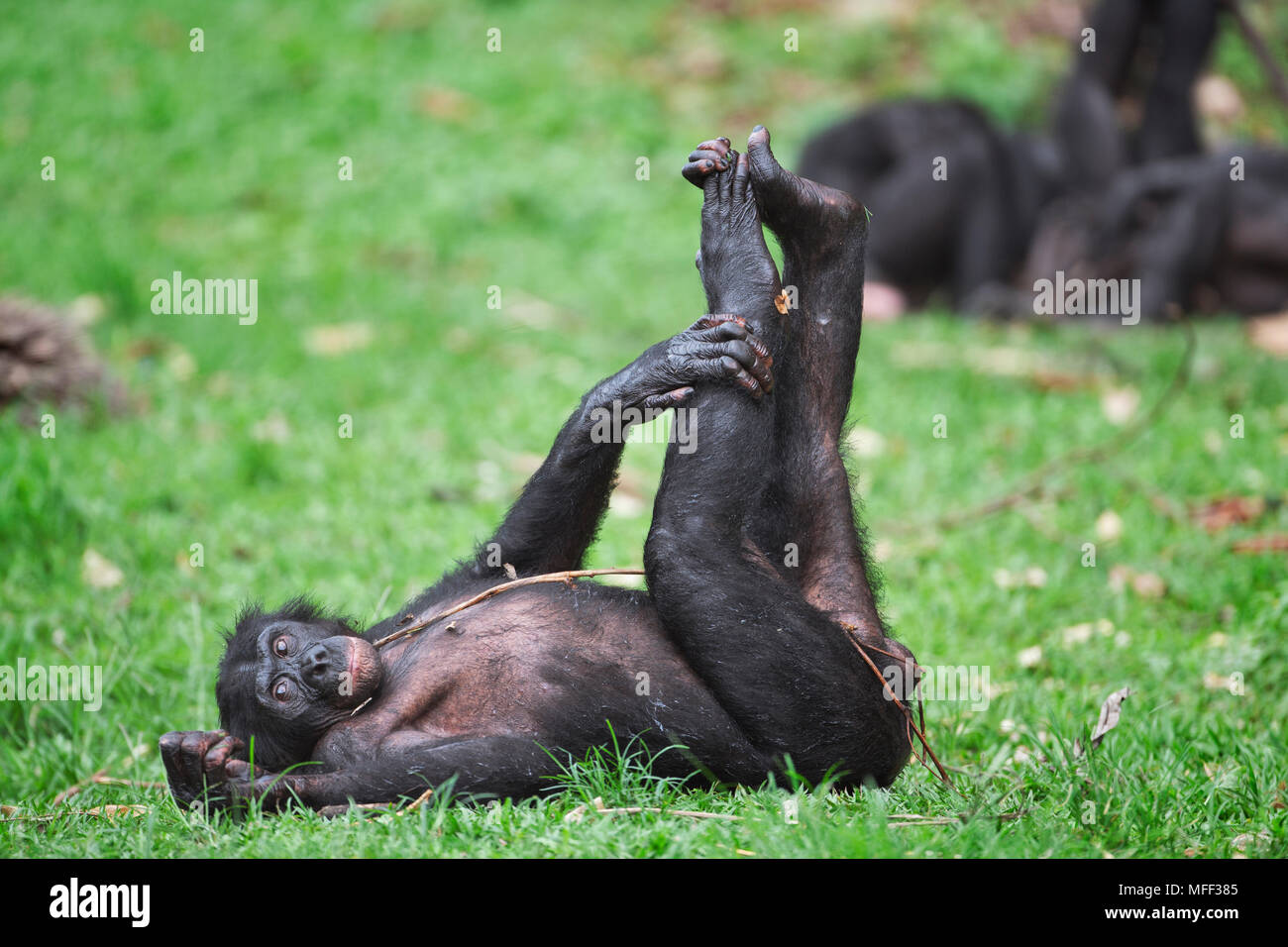 Bonobo/Pygmy chimpanzee (Pan paniscus) lying on back, Sanctuary Lola Ya ...