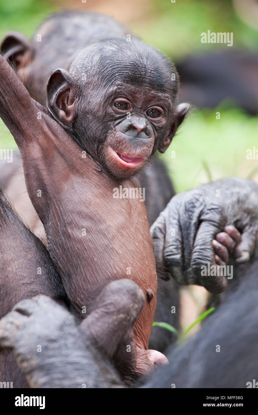 Bonobo/Pygmy chimpanzee (Pan paniscus) adult and young playing ...