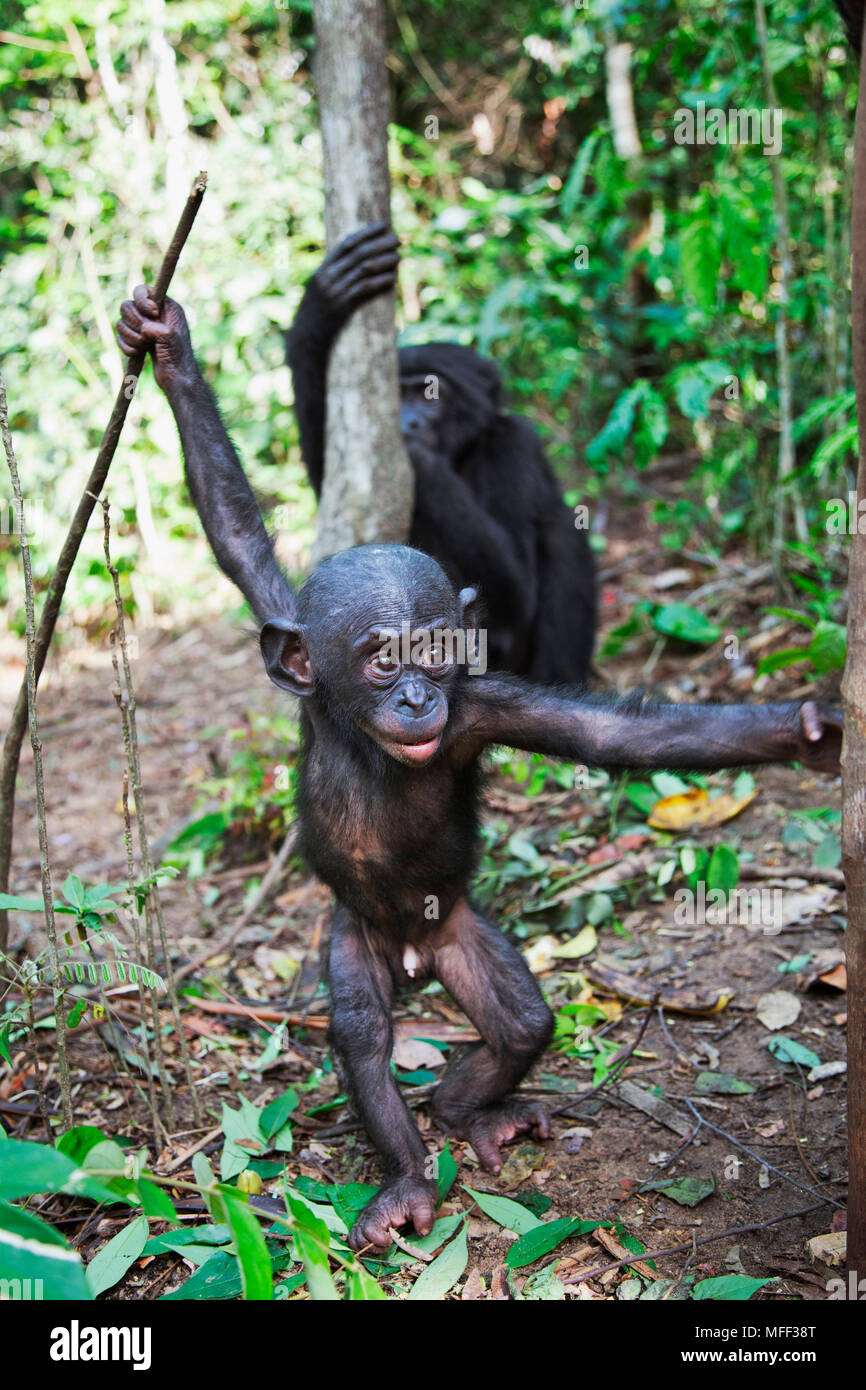 Bonobo/Pygmy chimpanzee (Pan paniscus) young playing with stick ...