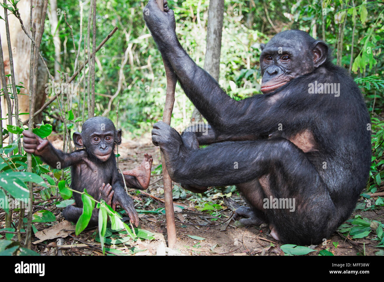 Bonobo/Pygmy chimpanzee (Pan paniscus) young and adult interacting ...
