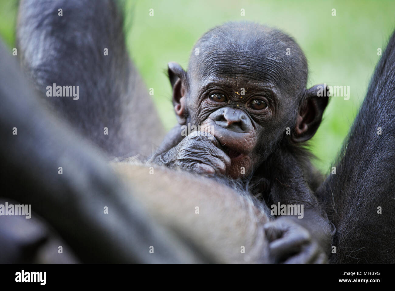 Bonobo/Pygmy chimpanzee (Pan paniscus) young, Sanctuary Lola Ya Bonobo ...